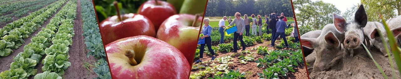 Herenboeren Op ‘t Lies Herenboeren Op ‘t Lies