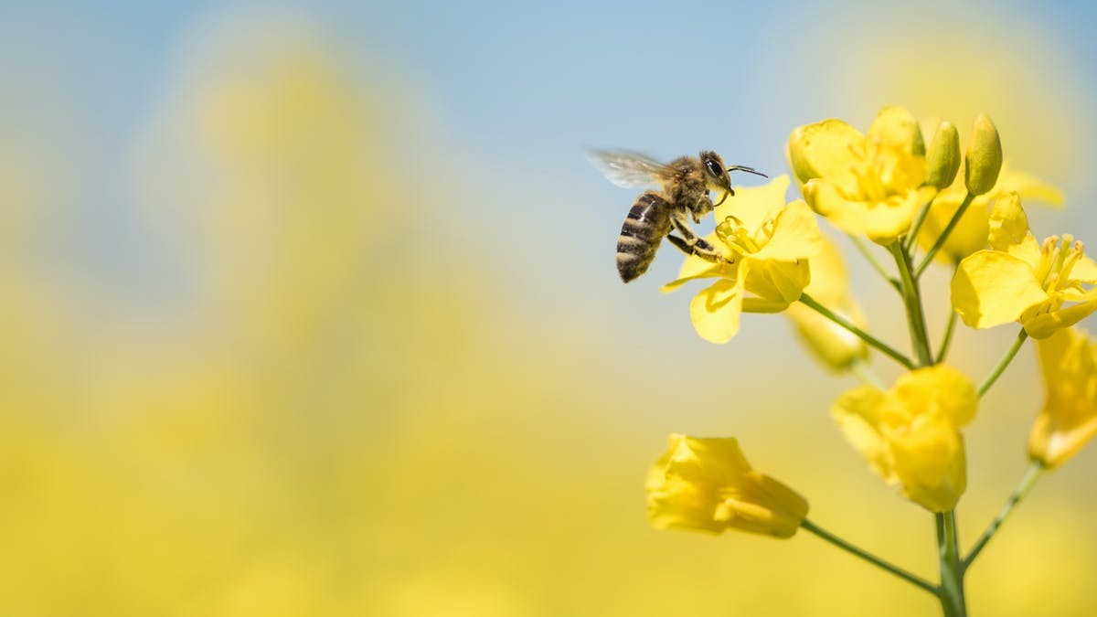 5 Ways In Which Climate Change Is Impacting Bees 5 Ways In Which Climate Change Is Impacting Bees