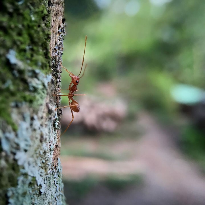 The lion and the ant: A managerial paradox! The lion and the ant: A managerial paradox!