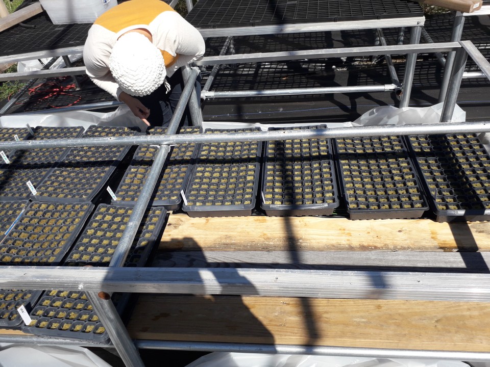 Simple beginners guide to starting seeds in hydroponics Part 2. Simple beginners guide to starting seeds in hydroponics Part 2.