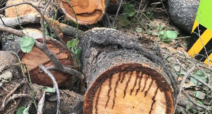 Abomination of Environmental Laws and Blatant Disregard for Official ... Abomination of Environmental Laws and Blatant Disregard for Official ...