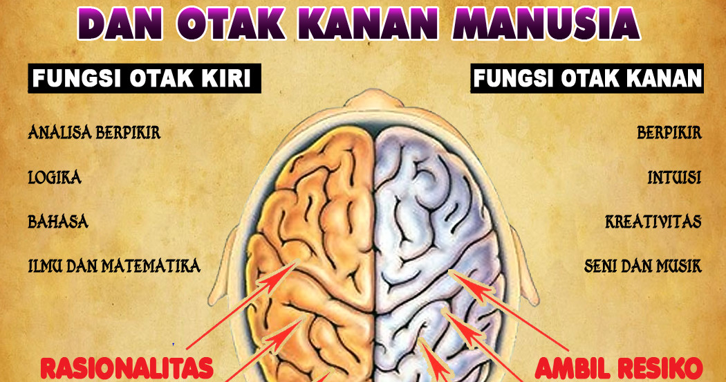 Perbedaan fungsi otak kanan & kiri Perbedaan fungsi otak kanan & kiri