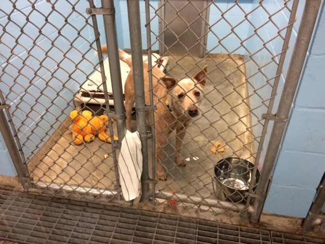 Our Animal Law Client Filed at SCC!- by Victoria Shroff, Vancouver ... Our Animal Law Client Filed at SCC!- by Victoria Shroff, Vancouver ...