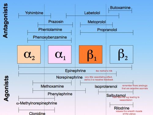 The Dangers of Beta-Blockers and Epinephrine for the Burn Patient ... The Dangers of Beta-Blockers and Epinephrine for the Burn Patient ...