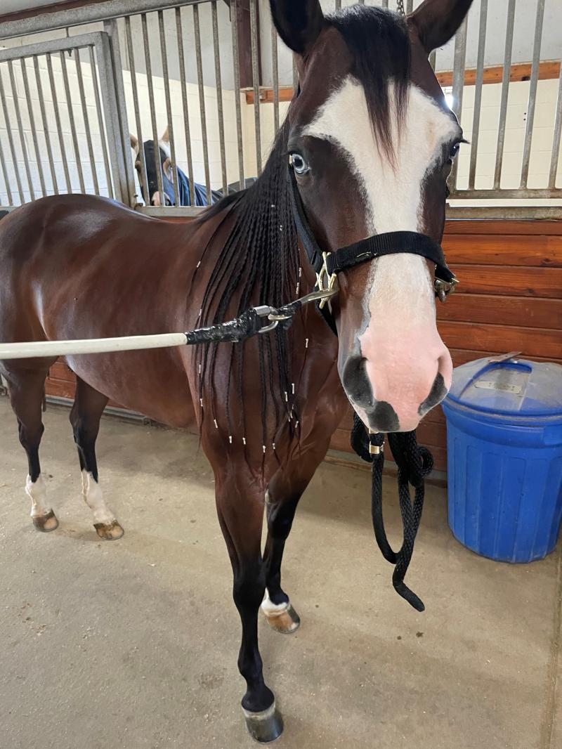 Smigs Stables, LLC. on LinkedIn: Meet Marquee Shootin, a.k.a. Kimber ... Smigs Stables, LLC. on LinkedIn: Meet Marquee Shootin, a.k.a. Kimber ...
