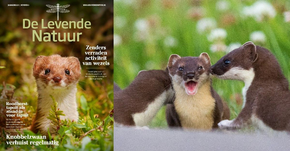 Rob Buiter op LinkedIn: De evolutie van het oudste natuurtijdschrift ... Rob Buiter op LinkedIn: De evolutie van het oudste natuurtijdschrift ...