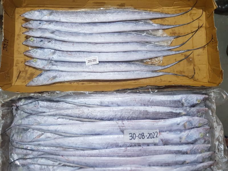 Mo. Asif Sopariya on LinkedIn: Fresh Frozen Ribbon fish whole A and B ... Mo. Asif Sopariya on LinkedIn: Fresh Frozen Ribbon fish whole A and B ...