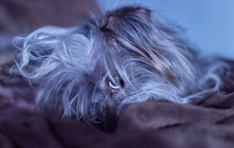Anand Vyas on LinkedIn: #sterling #yorkie Anand Vyas on LinkedIn: #sterling #yorkie