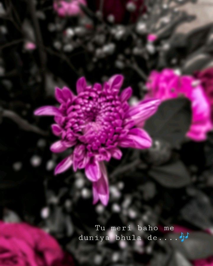 Mohit Verma on LinkedIn: flower 🌺 ️ bular👀 Mohit Verma on LinkedIn: flower 🌺 ️ bular👀