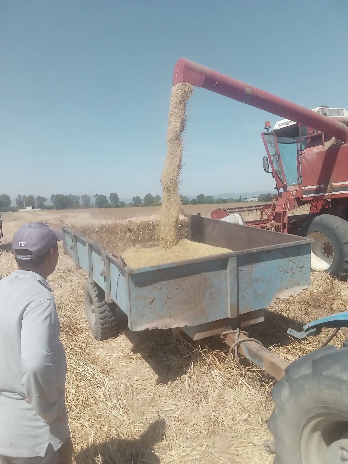 Majdoub Oussema on LinkedIn: Wheat Majdoub Oussema on LinkedIn: Wheat