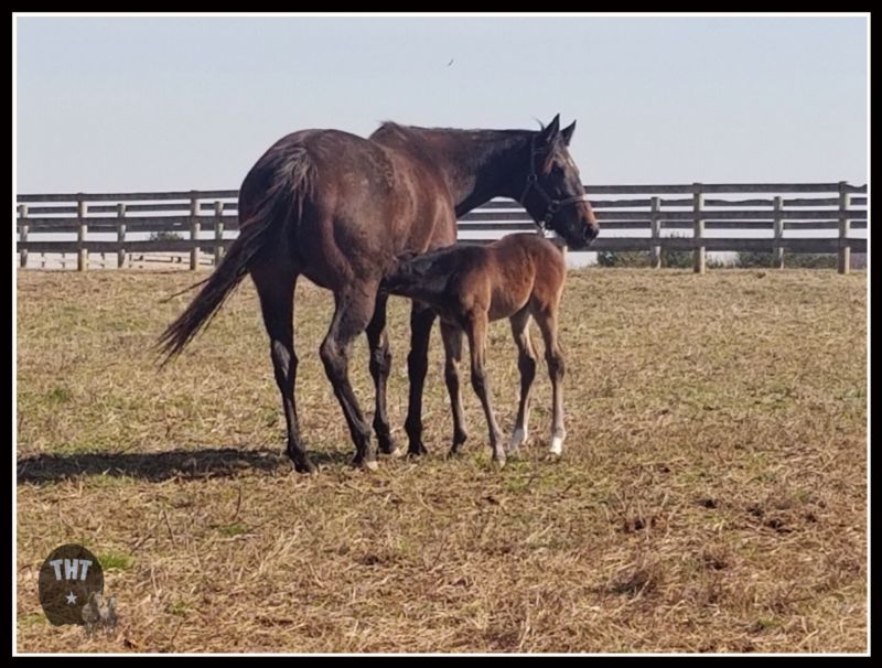 Kerry M. Thomas på LinkedIn: #writing #breeding #horses #equestrian # ... Kerry M. Thomas på LinkedIn: #writing #breeding #horses #equestrian # ...
