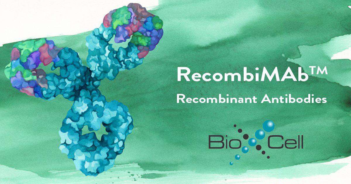 Bio-Connect BV on LinkedIn: Introducing Bio X Cell RecombiMAb ... Bio-Connect BV on LinkedIn: Introducing Bio X Cell RecombiMAb ...