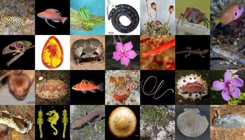 California Academy of Sciences on LinkedIn: Say hello to the 213 NEW ... California Academy of Sciences on LinkedIn: Say hello to the 213 NEW ...