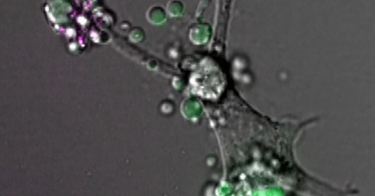 La Trobe Institute for Molecular Science (LIMS) on LinkedIn: La Trobe ... La Trobe Institute for Molecular Science (LIMS) on LinkedIn: La Trobe ...