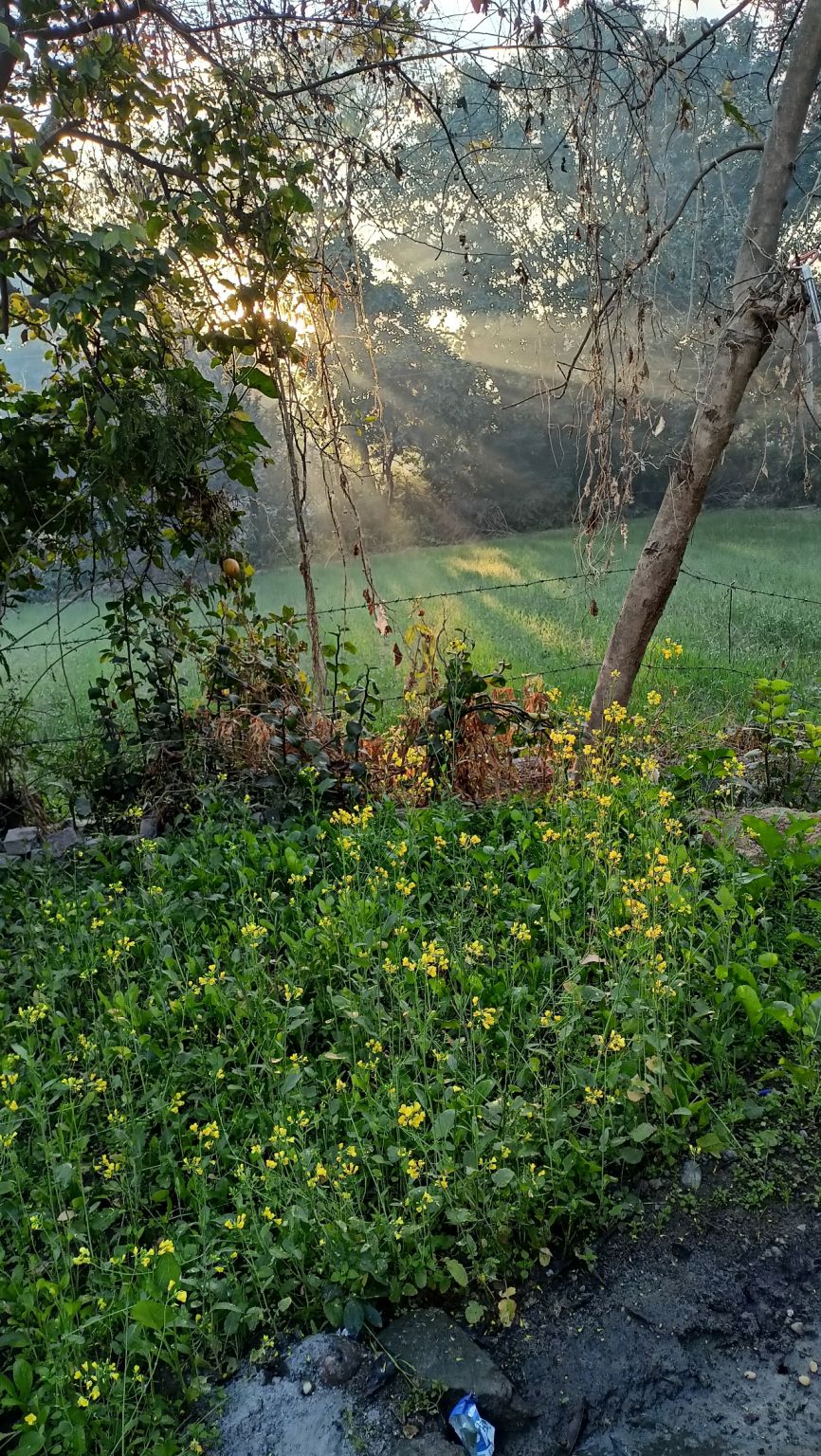nisha Chaudhary on LinkedIn: nature beauty nisha Chaudhary on LinkedIn: nature beauty