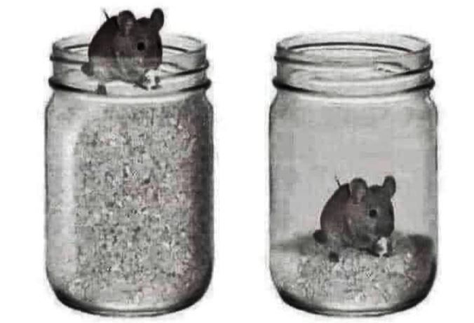 Kresimir Spahic on LinkedIn: A “mouse” was put at the top of a jar ... Kresimir Spahic on LinkedIn: A “mouse” was put at the top of a jar ...