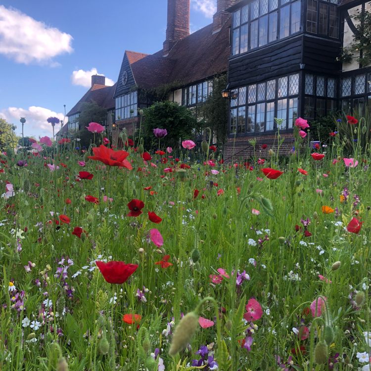 Richard Eborn on LinkedIn: The annuals display by the laboratory at ... Richard Eborn on LinkedIn: The annuals display by the laboratory at ...