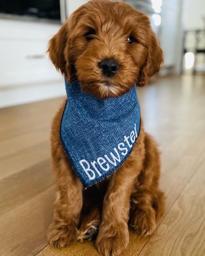 F3 Technology Partners on LinkedIn: #nationalpetday #f3partners #petsoff3 F3 Technology Partners on LinkedIn: #nationalpetday #f3partners #petsoff3