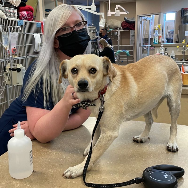 AZPetVet on LinkedIn: *Record scratch* Yeah that's me. You're probably ... AZPetVet on LinkedIn: *Record scratch* Yeah that's me. You're probably ...
