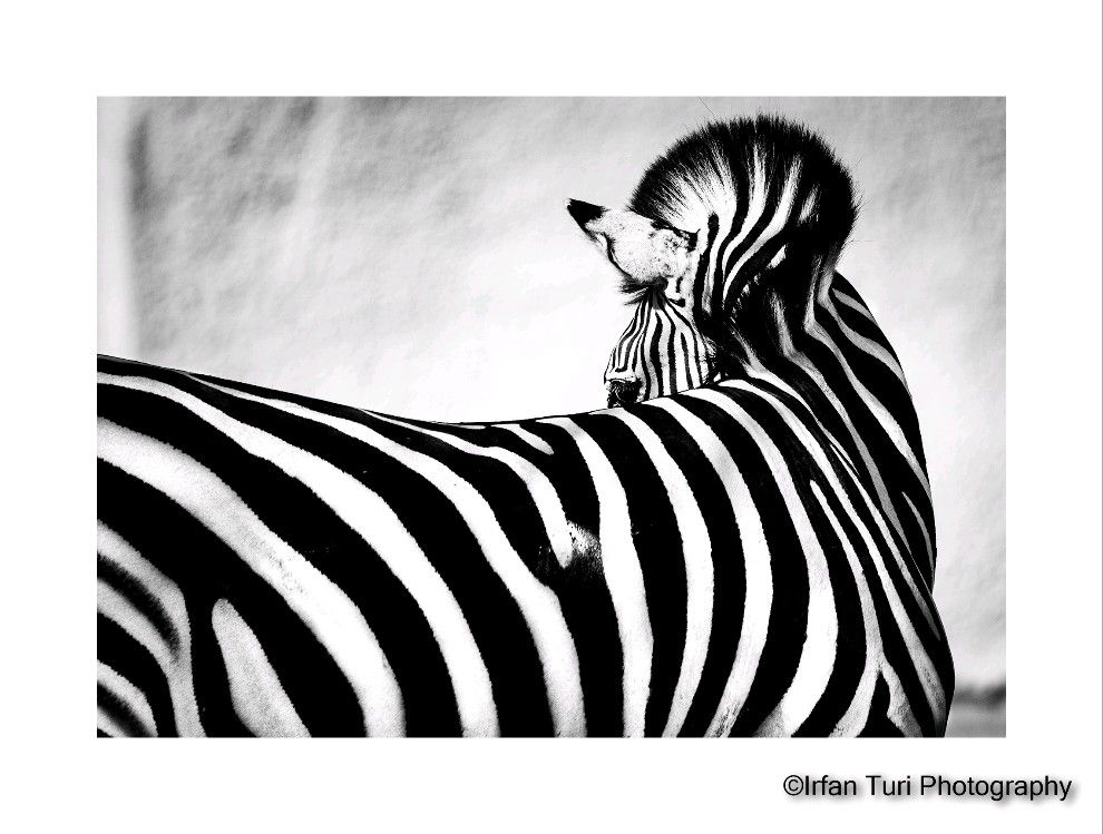 Irfan Ali on LinkedIn: The Art of black and white. Irfan Ali on LinkedIn: The Art of black and white.