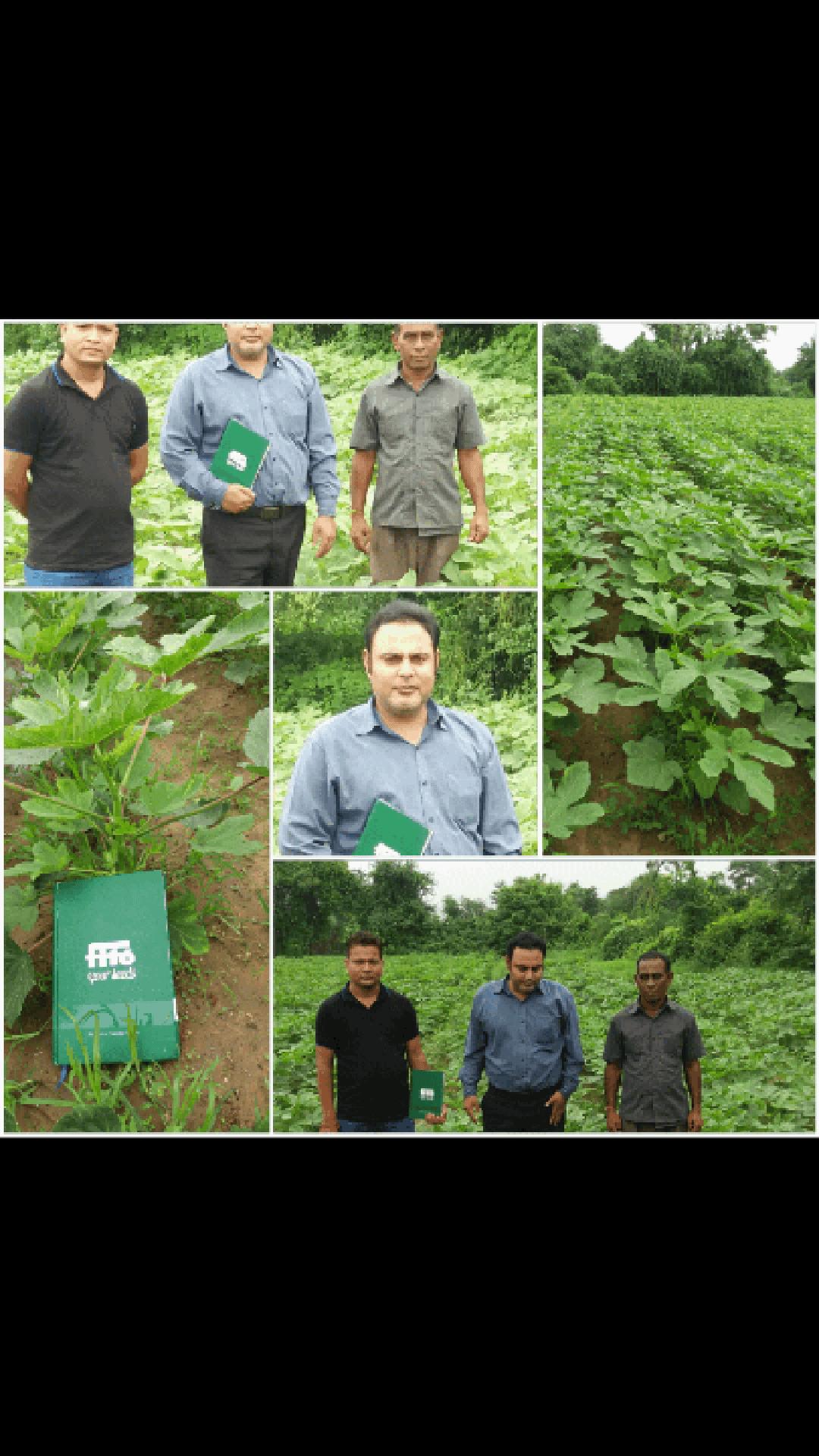 Jitendra Kumar Yadav on LinkedIn: OKRA FIELD VISITED. Jitendra Kumar Yadav on LinkedIn: OKRA FIELD VISITED.