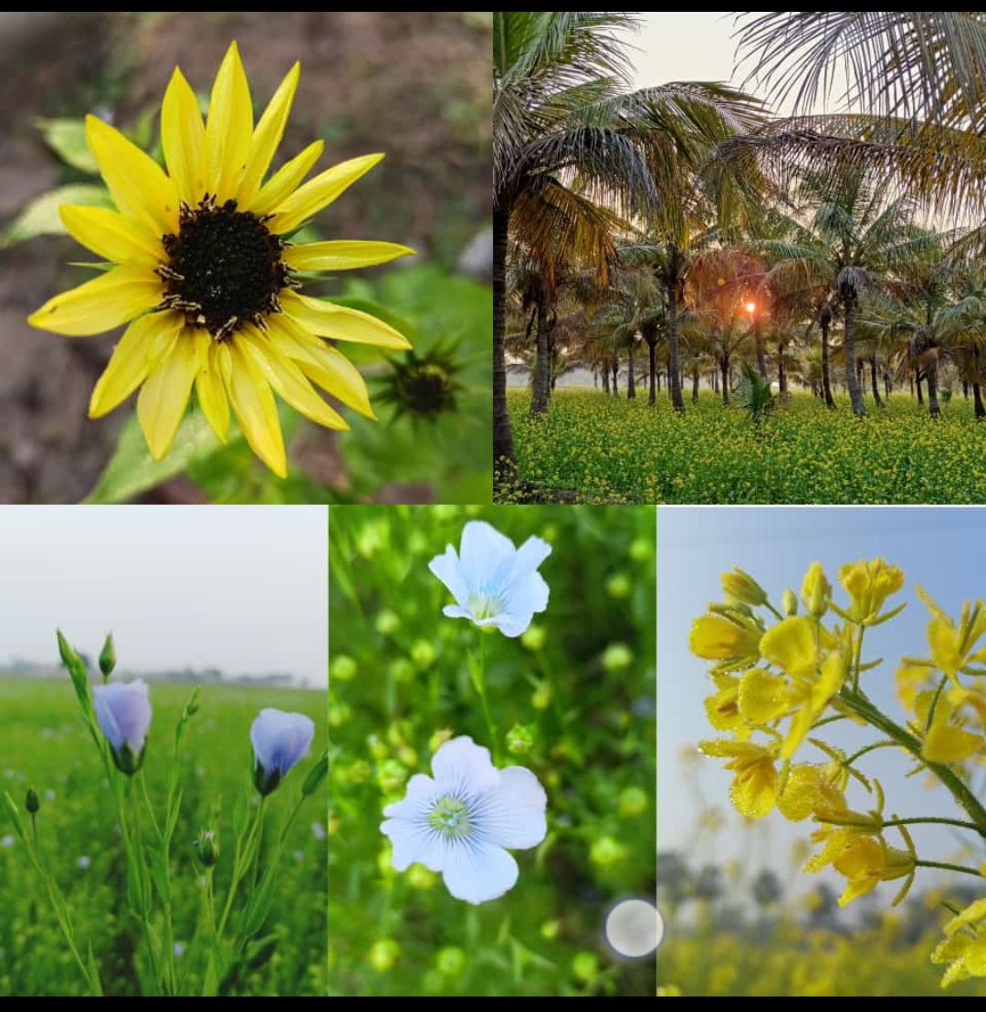Ankur Kumar Rai on LinkedIn: #photography #research #agriculture # ... Ankur Kumar Rai on LinkedIn: #photography #research #agriculture # ...