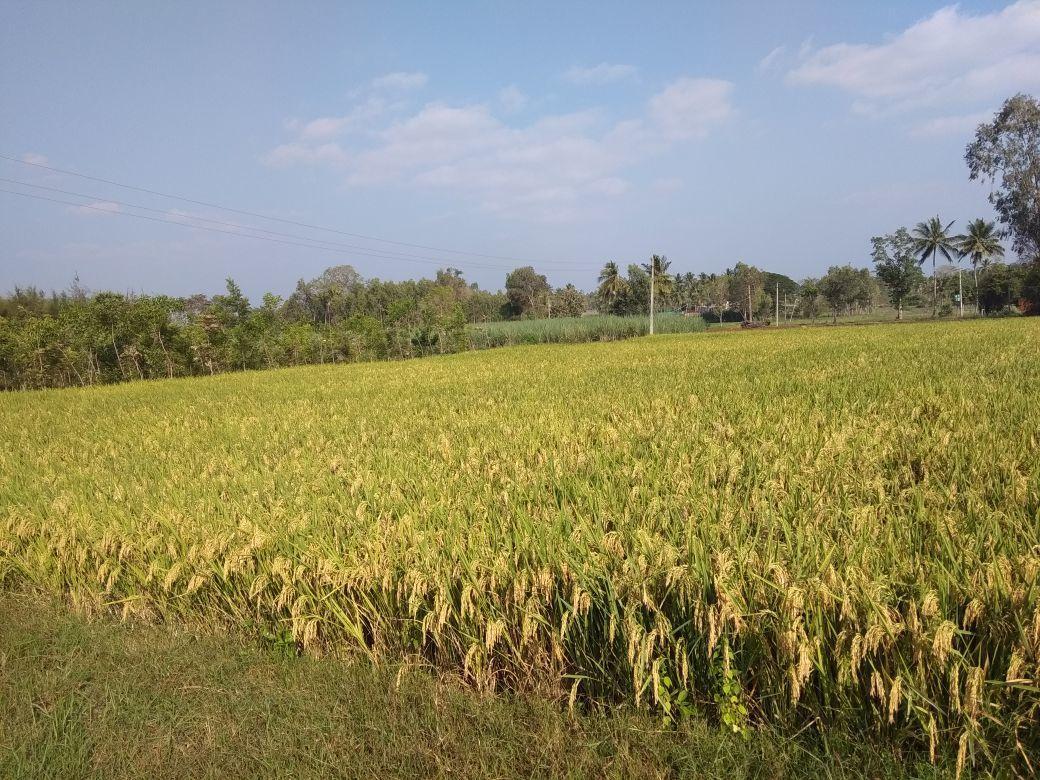 Jitendra Kumar Yadav on LinkedIn: Paddy field visited at the Surat.. Jitendra Kumar Yadav on LinkedIn: Paddy field visited at the Surat..