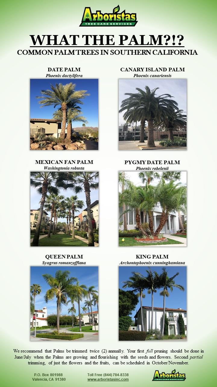 Bronwyn Fasulkey on LinkedIn: #arborists #palmtrees #socal # ... Bronwyn Fasulkey on LinkedIn: #arborists #palmtrees #socal # ...
