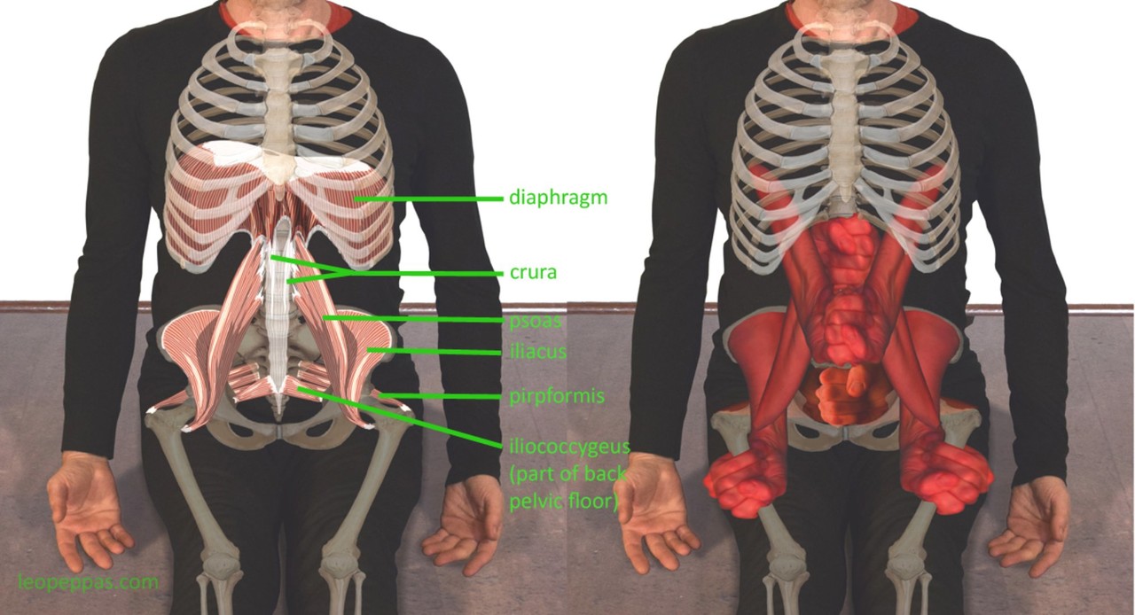 embodied anatomy: changing levels embodied anatomy: changing levels