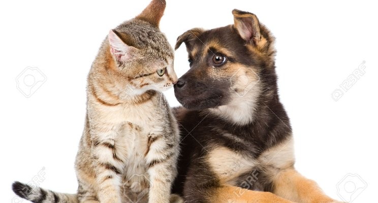 Les infections urinaires du chien et du chat Les infections urinaires du chien et du chat