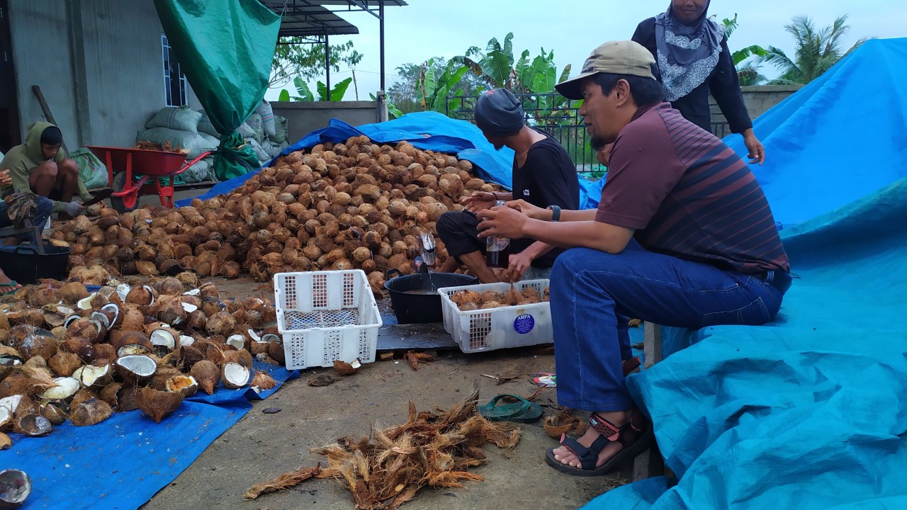 KOPRA DAN KELUH KESAH PETANI KOPRA DAN KELUH KESAH PETANI