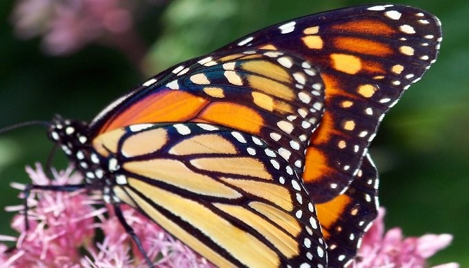 The Butterfly Effect: Small Changes, Big Results The Butterfly Effect: Small Changes, Big Results