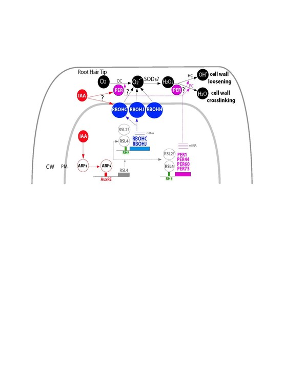 Discovery of Auxin-ROS connection in growing plant cells Discovery of Auxin-ROS connection in growing plant cells