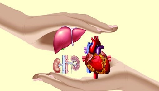 Apple Urges Organ Donation Via New iPhone Software Apple Urges Organ Donation Via New iPhone Software