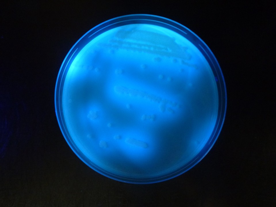 Surviving the Antibiotic Apocalypse Surviving the Antibiotic Apocalypse