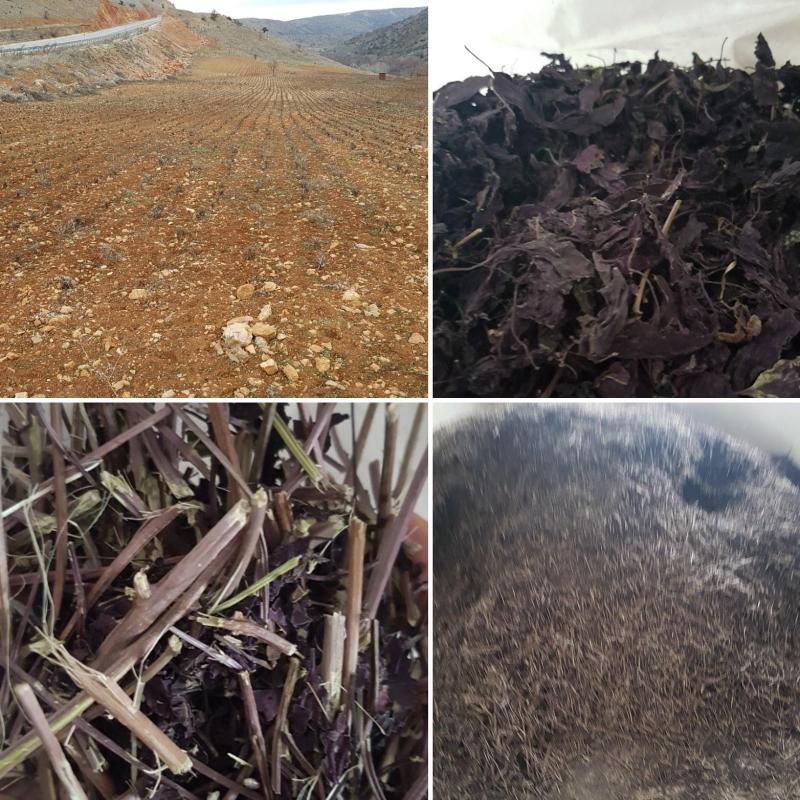 Ozan Kaleli on LinkedIn: Dried red basil (Dried purple basil) new corps ... Ozan Kaleli on LinkedIn: Dried red basil (Dried purple basil) new corps ...