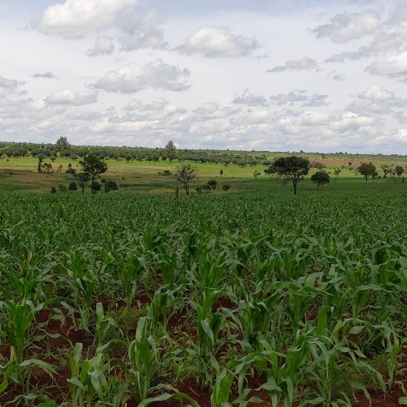 Guilherme Chicola Chivando - Agrônomo - MOSAPII | LinkedIn Guilherme Chicola Chivando - Agrônomo - MOSAPII | LinkedIn