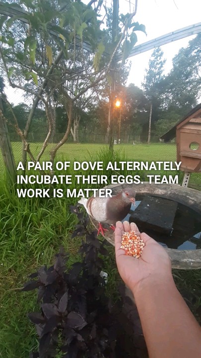 Joni Hendra Tarigan on LinkedIn: #teamwork #parenting #changeability Joni Hendra Tarigan on LinkedIn: #teamwork #parenting #changeability