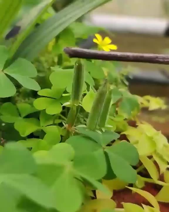 Lingeshwaran P K on LinkedIn: nature's beauty..🤩 Lingeshwaran P K on LinkedIn: nature's beauty..🤩