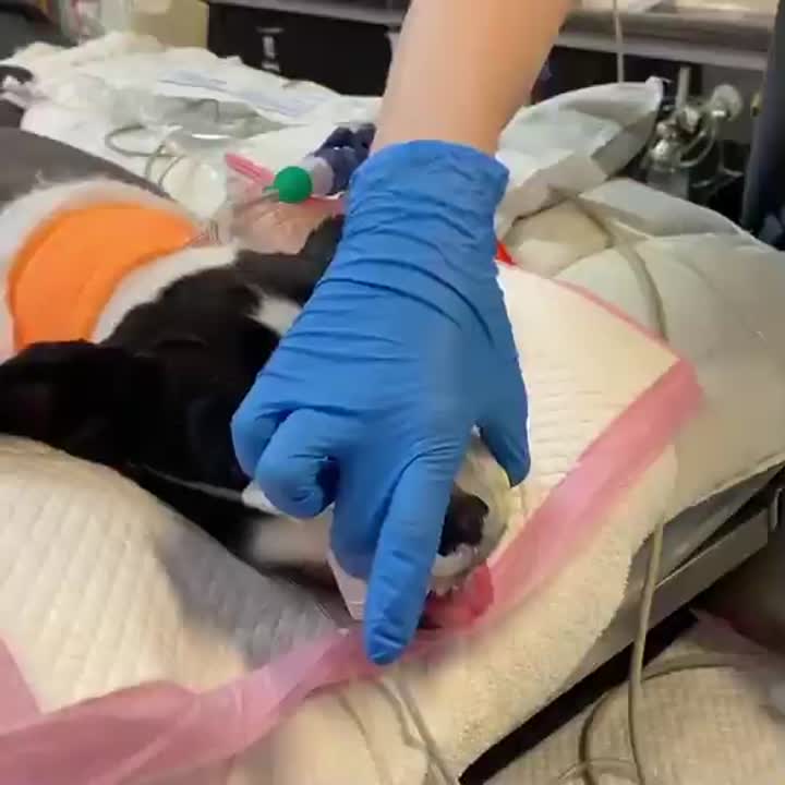 Pet ICU on LinkedIn: Trialing the AIRVO 2 Pet ICU on LinkedIn: Trialing the AIRVO 2