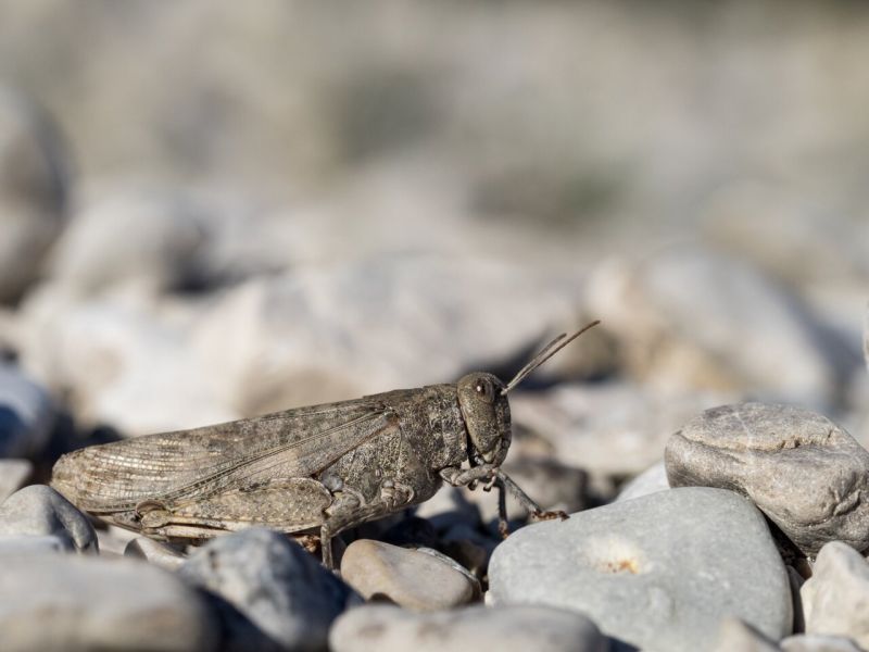 Phys.org on LinkedIn: Scientists discover giant insect genome Phys.org on LinkedIn: Scientists discover giant insect genome