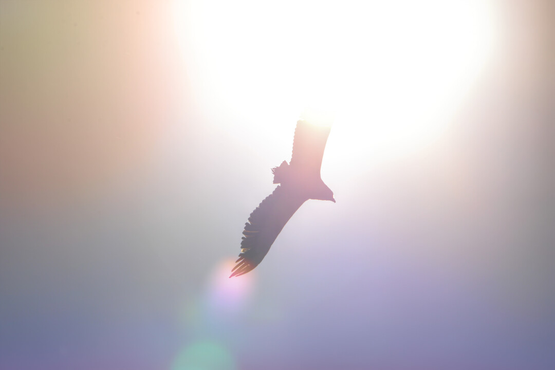 Giving wings to a dream Giving wings to a dream