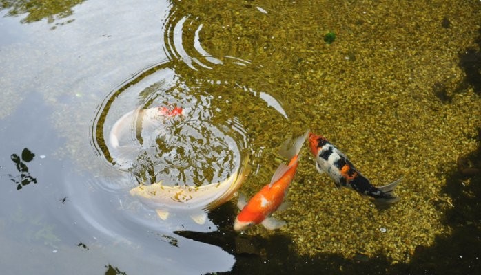 The Yin and Yang of Creativity Coaching The Yin and Yang of Creativity Coaching