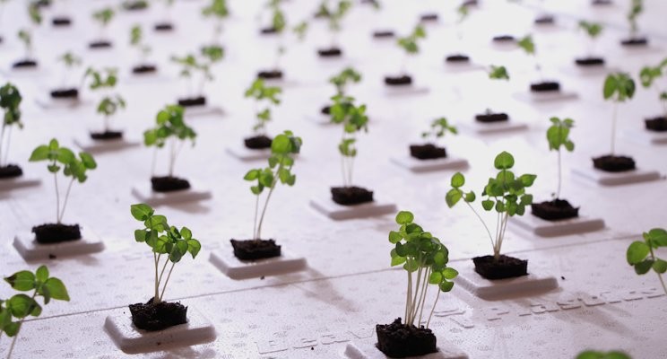 Hult BBA alumna brings 3D printed aquaponic farms to your home Hult BBA alumna brings 3D printed aquaponic farms to your home