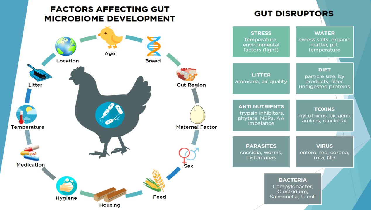 Factors affecting Gut microbione development in poultry and Benefits of ... Factors affecting Gut microbione development in poultry and Benefits of ...