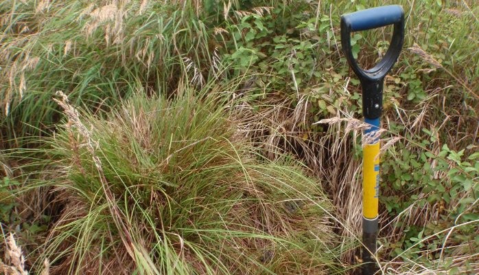 2016 National Wetland Plant List Update! 2016 National Wetland Plant List Update!