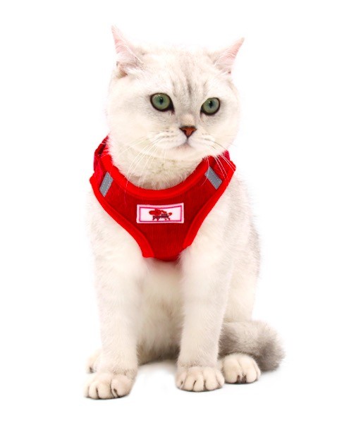Should You Walk Your Cat Outdoors on a Leash? Should You Walk Your Cat Outdoors on a Leash?
