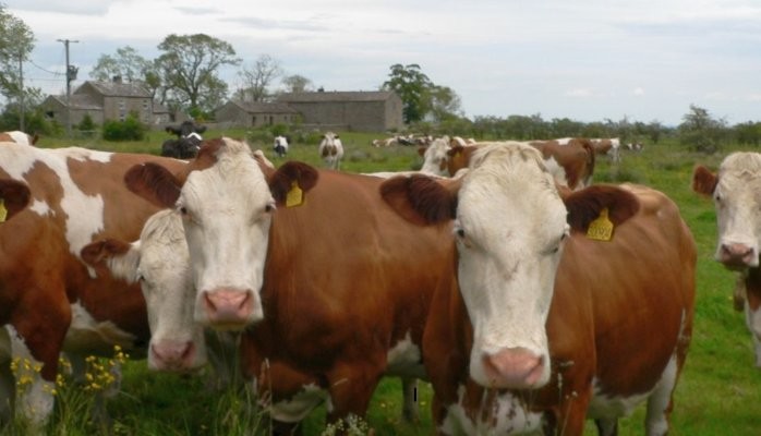 Calls for clarity on cattle move definition Calls for clarity on cattle move definition