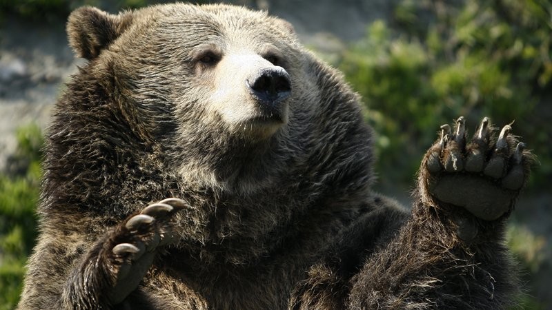 Getting to know Bears Getting to know Bears