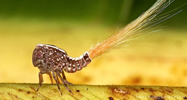 Creature, smaller than grain of rice, that changed my life Creature, smaller than grain of rice, that changed my life